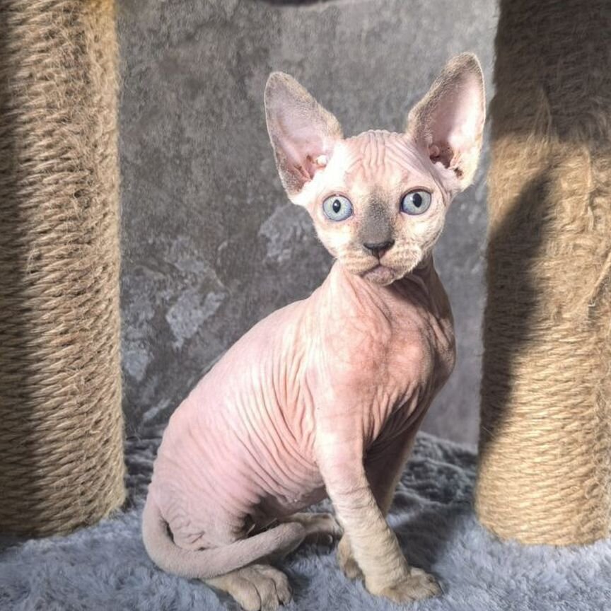 Канадский сфинкс котёнок