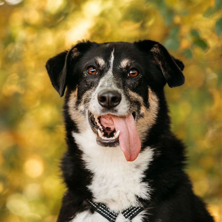 Том в поиске дома