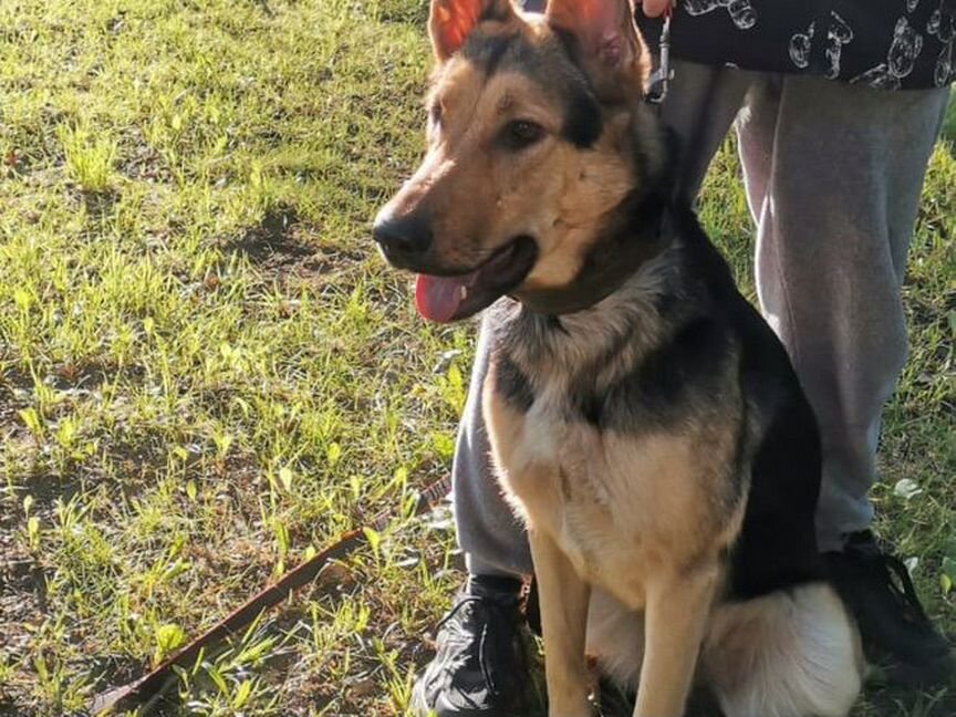 Собака в добрые руки отдам бесплатно