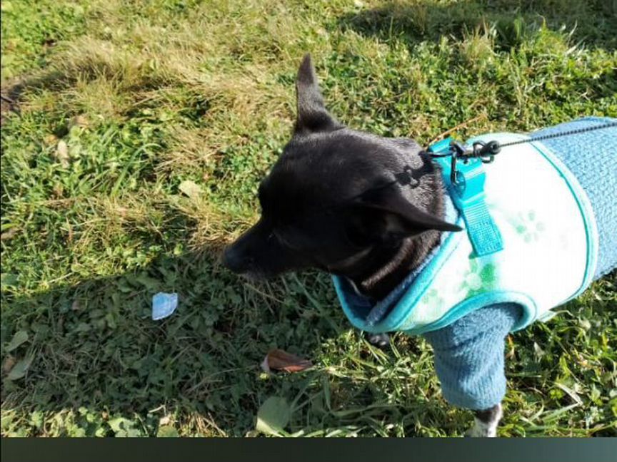 Собака в добрые руки отдам бесплатно