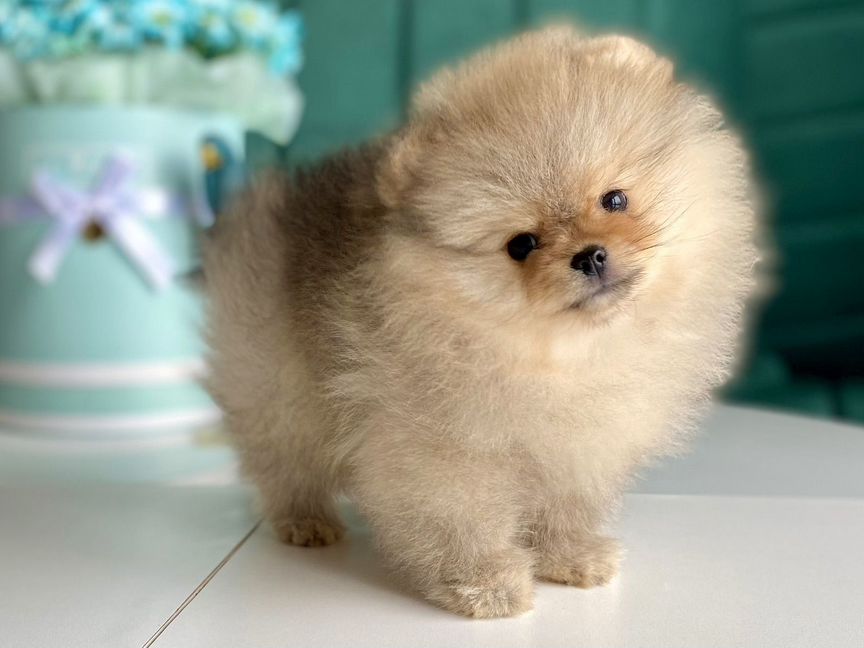 Померанский шпиц