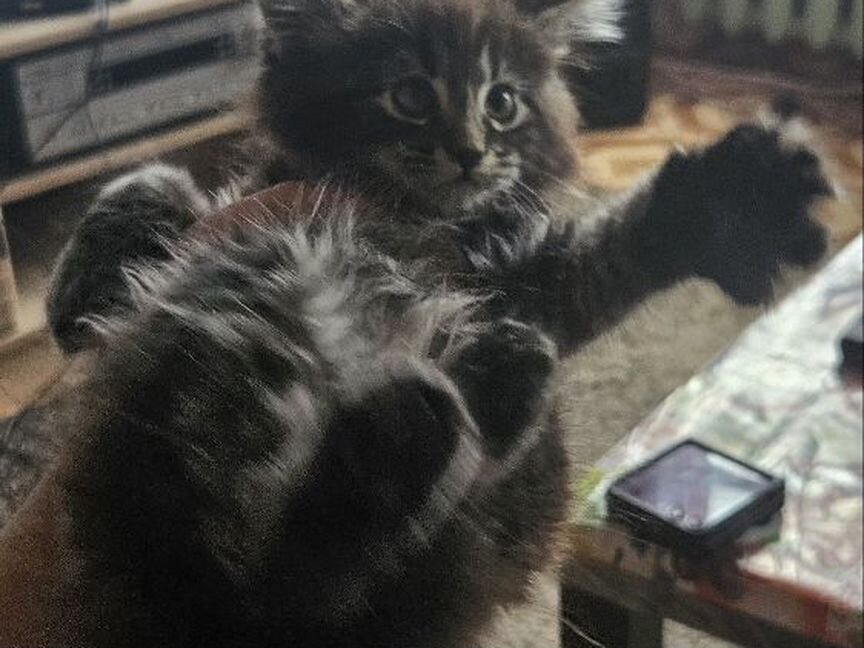 Котенок мейн кун девочка