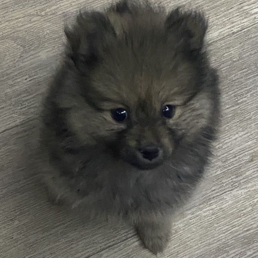 Померанский шпиц, щенок