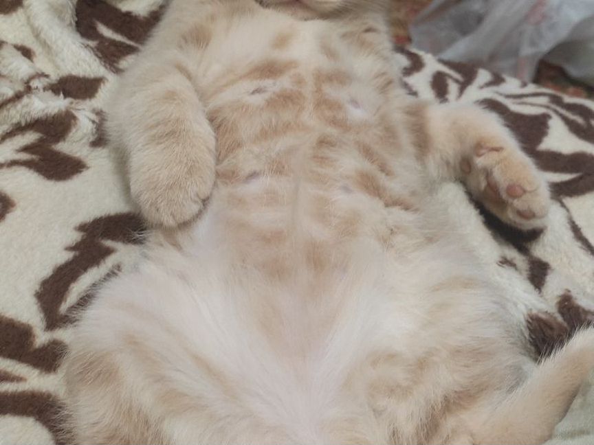 Шотландские прямоухие котята