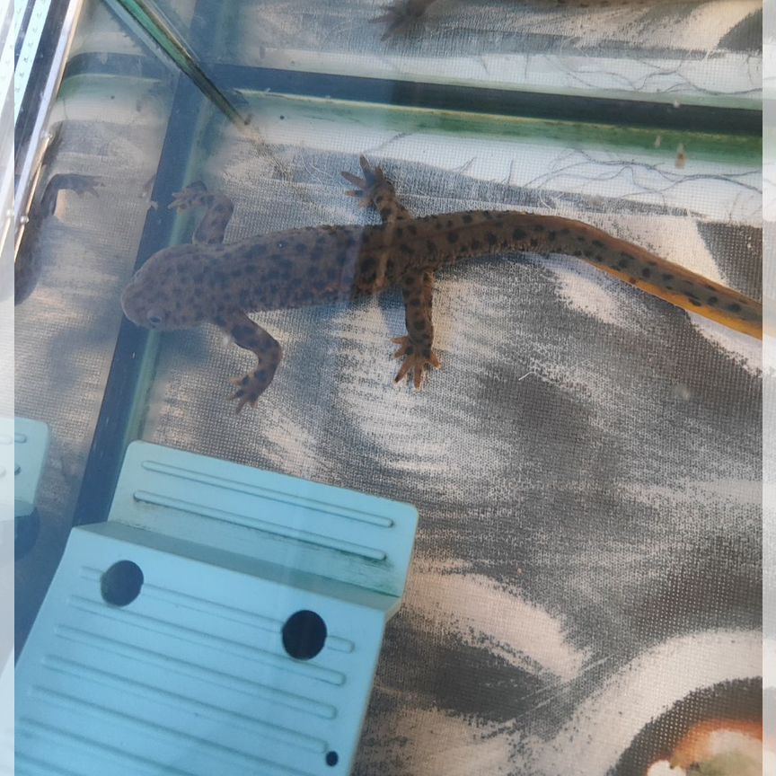 Аквариум с тритоном