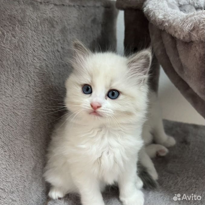 Котята рэгдолл в заботливые руки