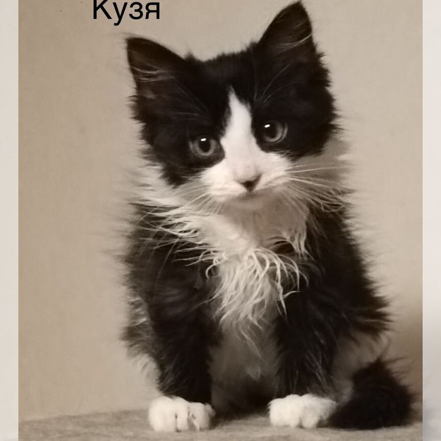 Котёнок в добрые руки