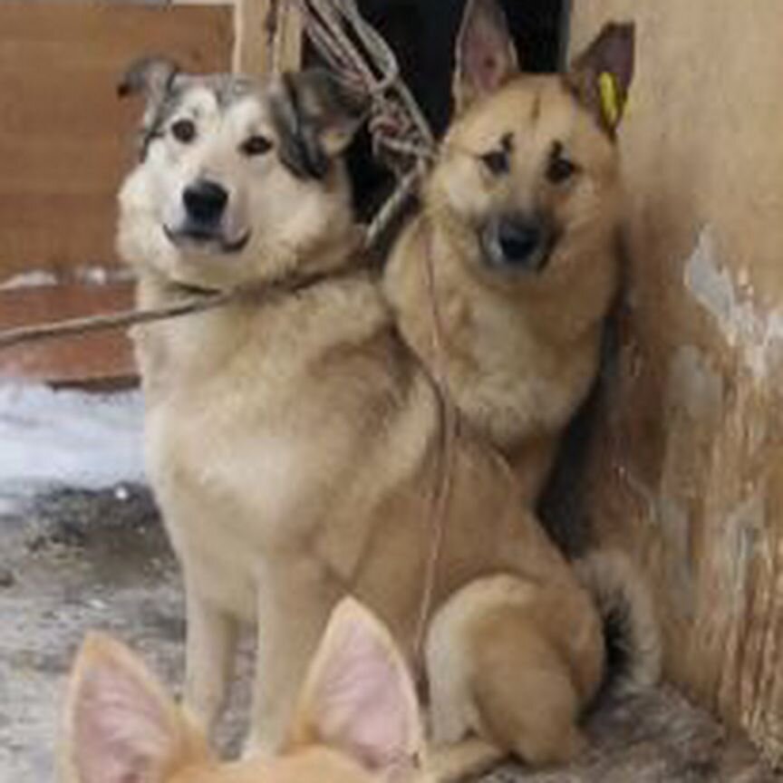 Отдам бесплатно лайку Боню. 1 год. Стерильная