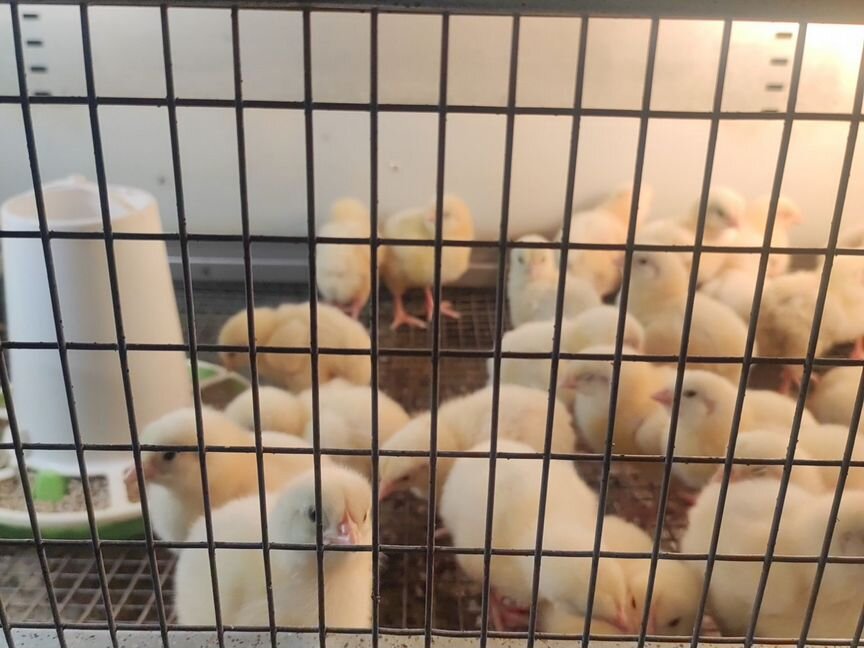 Цыплята бройлеры подрощенные