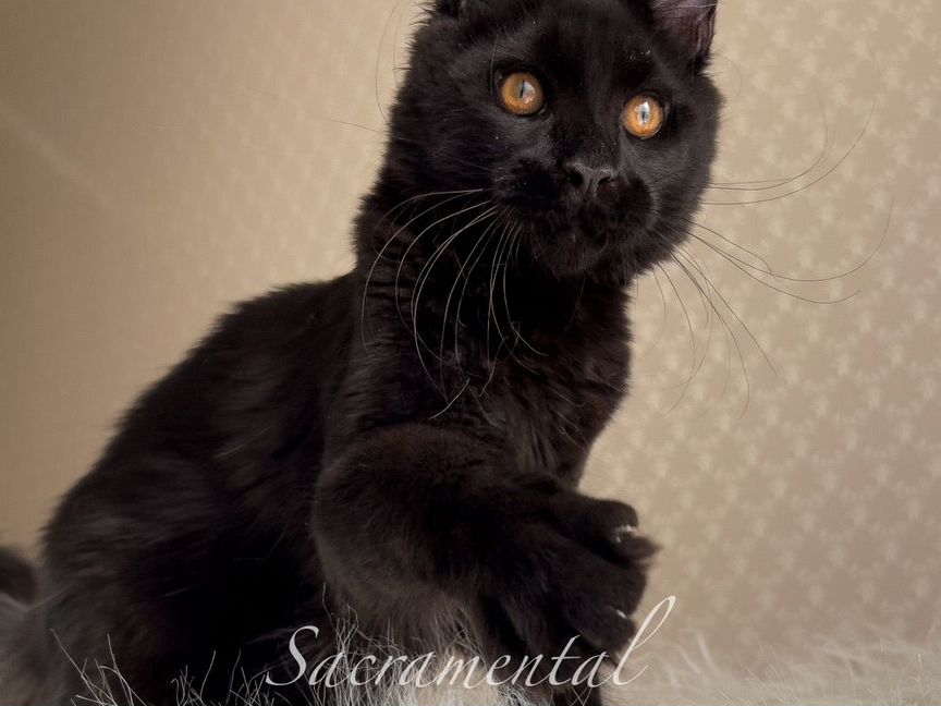 Котик мейн кун Sacramental capt.Jack Sparrow