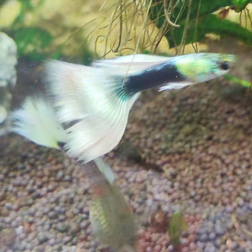 Мальки канадских гуппи