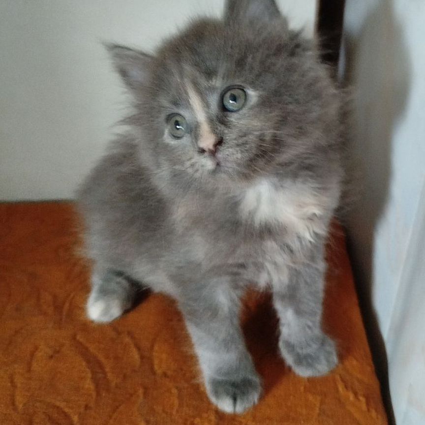 Котята майкун