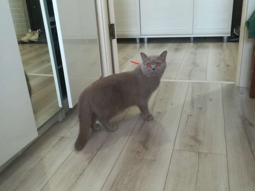 Британская лиловая кошечка