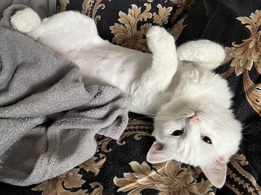 Котенок в добрые руки мальчик