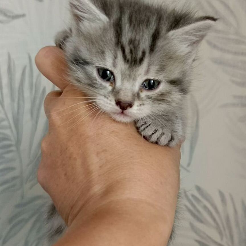 Шотландская