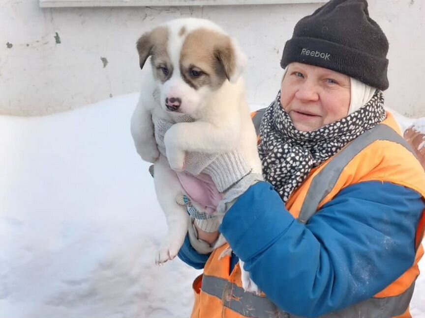 Щенки полупородистые