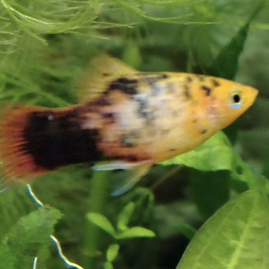 Мальки пицилии