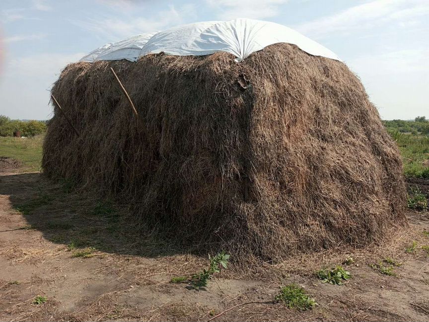 Продам сено