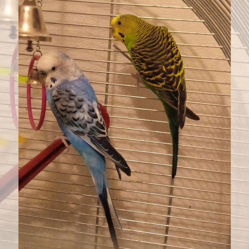 Волнистый попугай