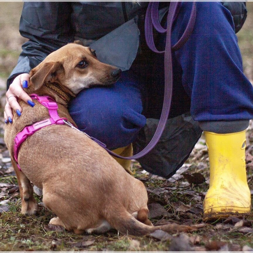 Такса, взрослая собака