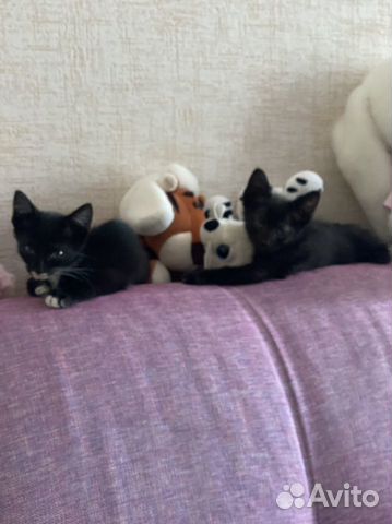 Котята в добрые руки приучены к лотку,почти 2 м
