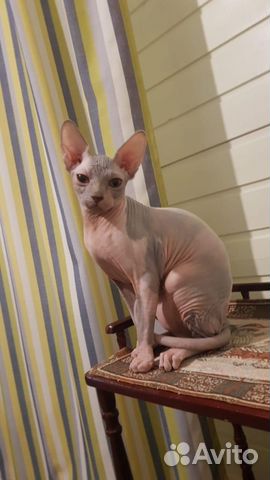 Кошка в разведение