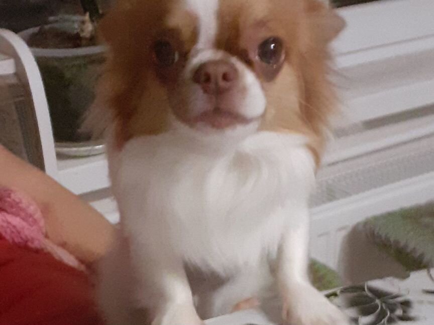 Чихуахуа ищет девочку