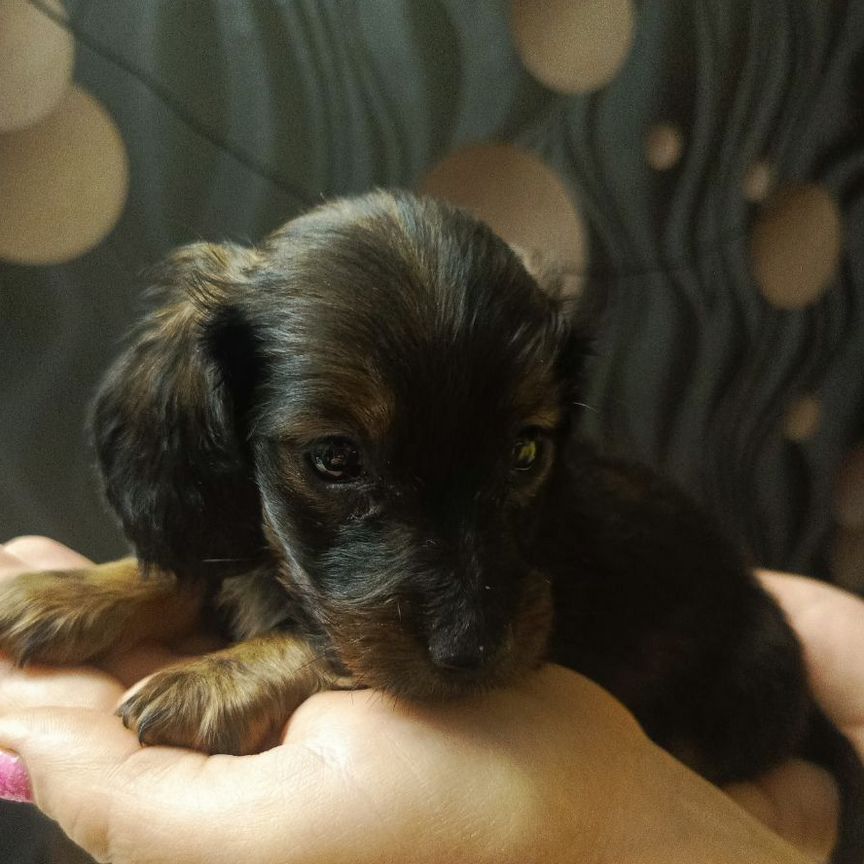 Карликовая такса, щенок