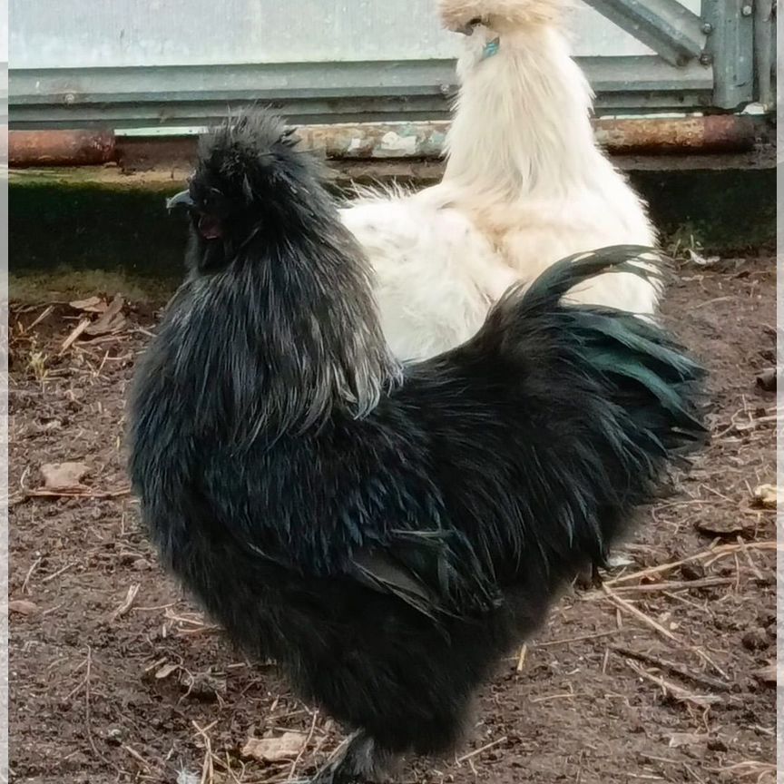 Китайские шелковые куры