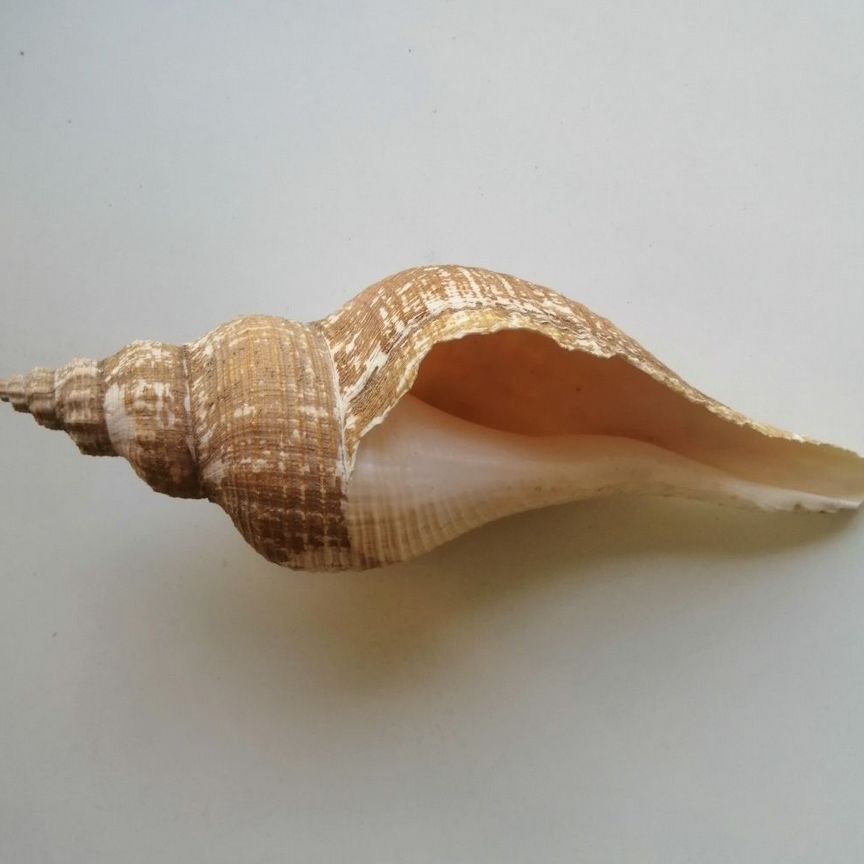 Морские раковины Хемифусус туба 25,5 см