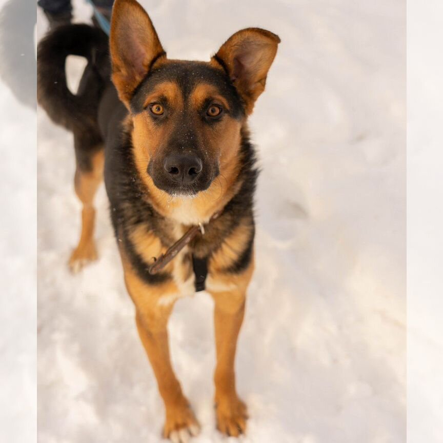 Собака в добрые руки