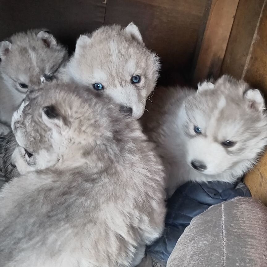 Продам щенят хаски