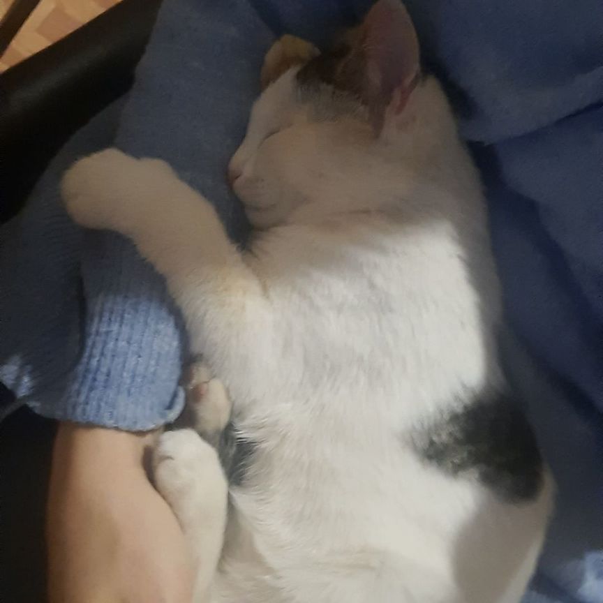 Отдам в добрые руки котёнка,мальчик. Ласковый