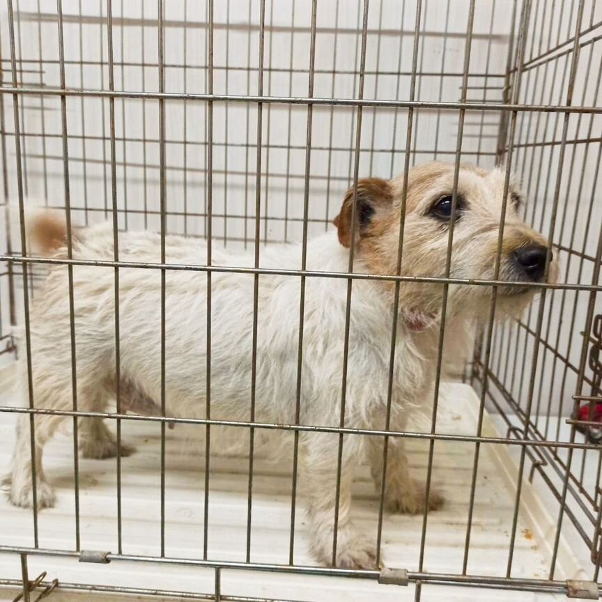 Отдам собаку в добрые руки