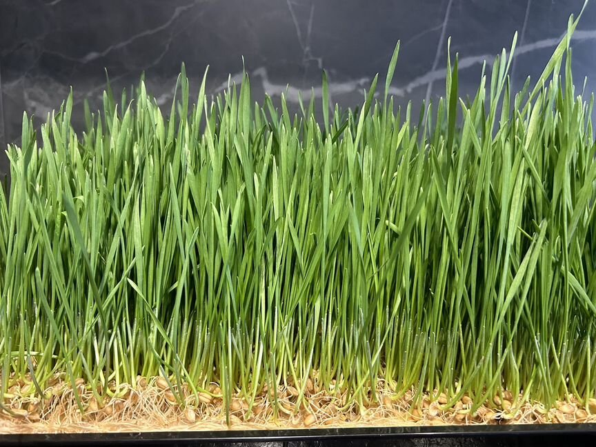 Пророщенная пшеница