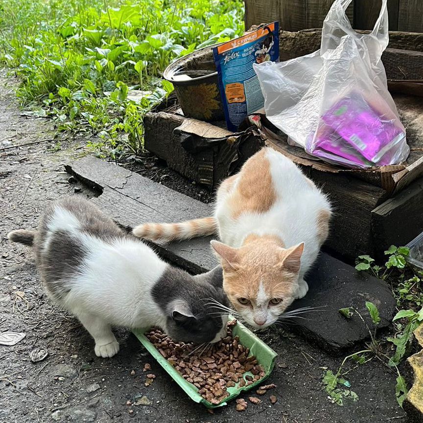 Коты / кошки нужны дома / передержки