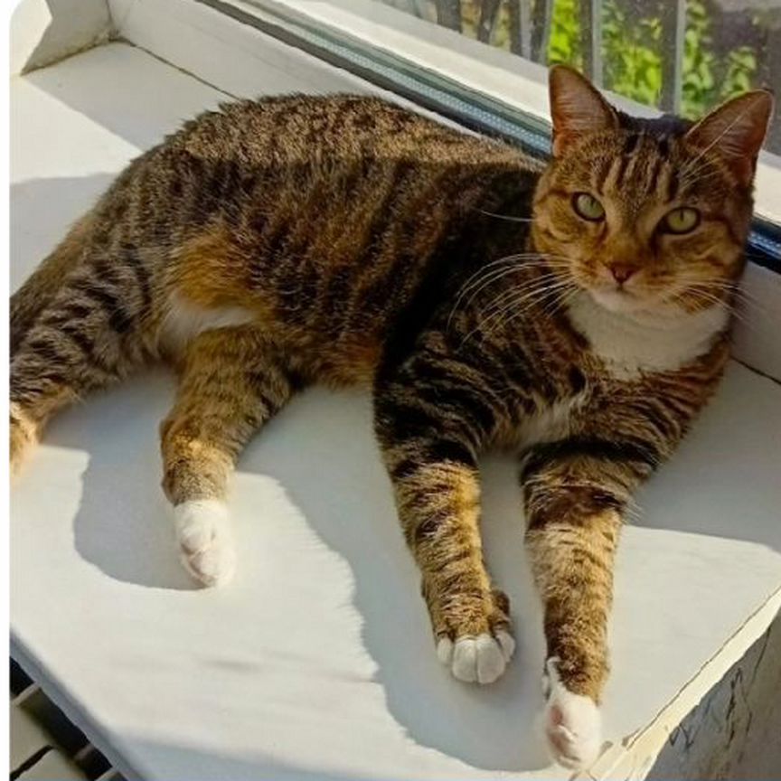 Кошка