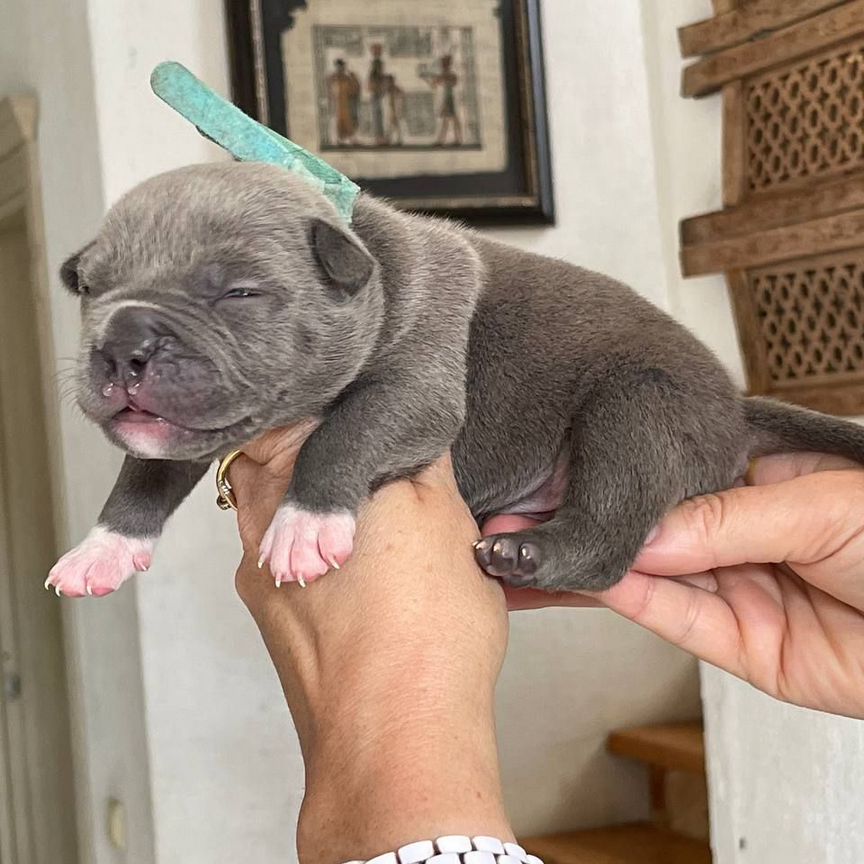 Мальчик амбулли покет