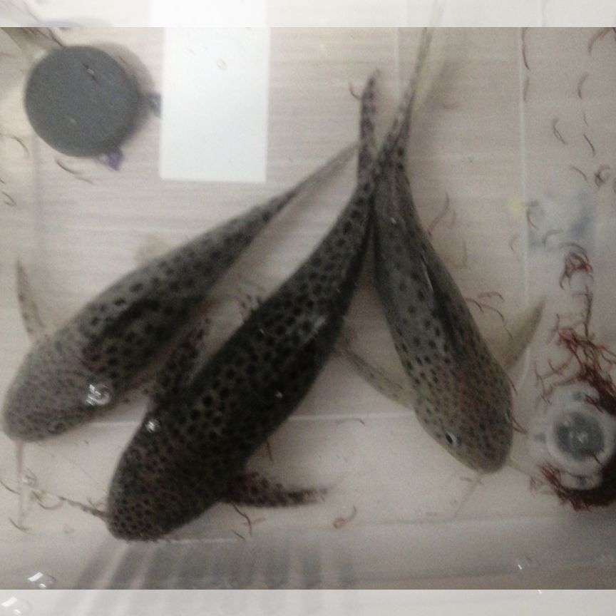 Сомы перевертыши