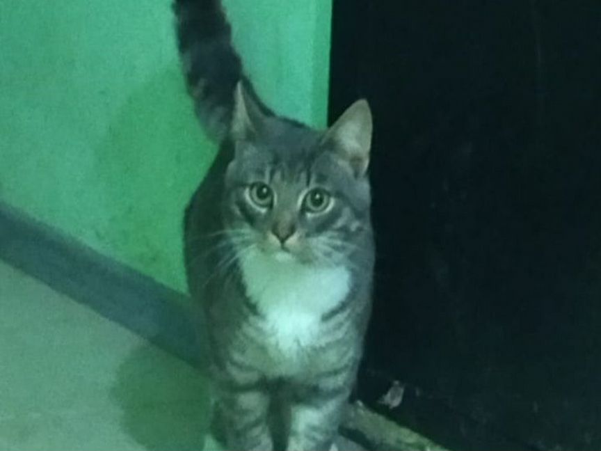 Котик в добрые руки бесплатно