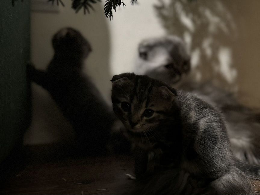 Шотландская вислоухая