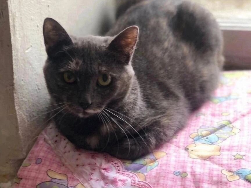 Оливия ищет дом