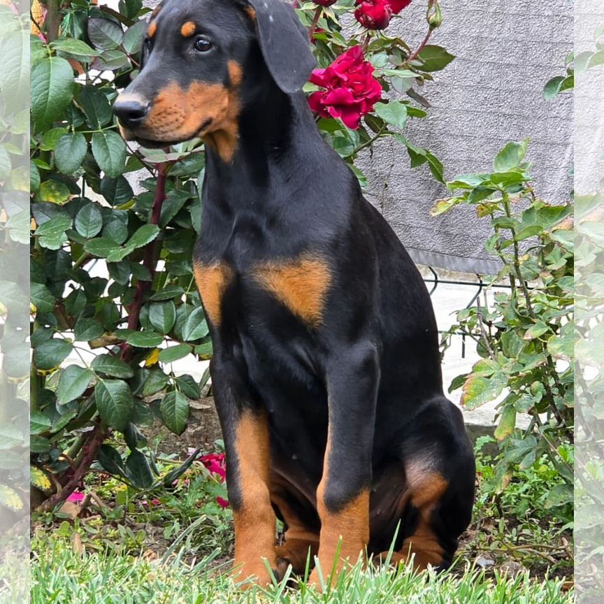 Доберман, щенок