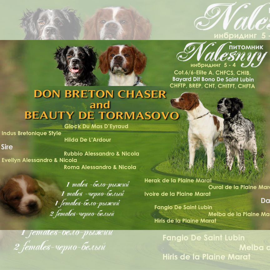 Продаются щенки Бретонский Эпаньоль