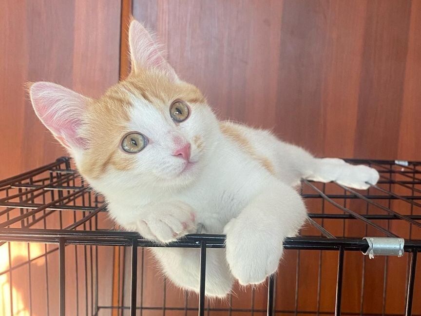 Котенок ищет дом