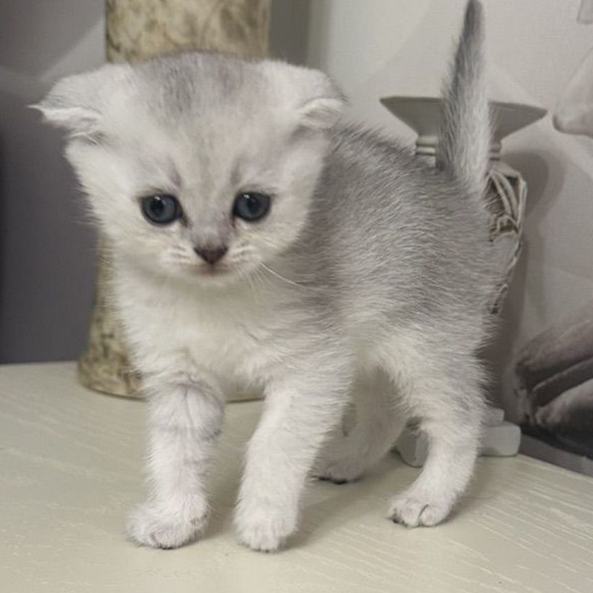 Шотландский вислоухий короткошёрстный котёнок