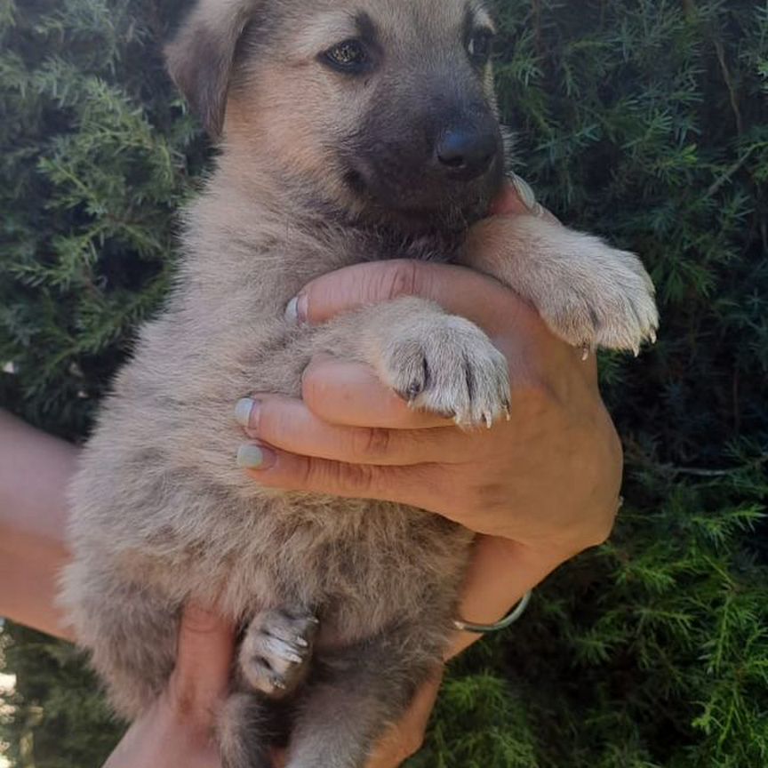 Щенок в добрые руки бесплатно