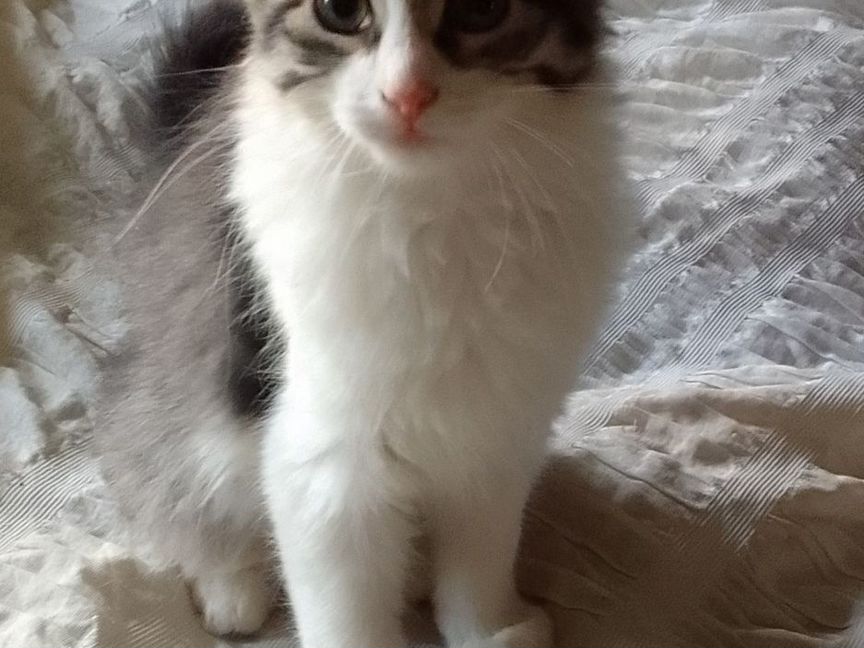 Котята, милые и озорные ищут хозяев