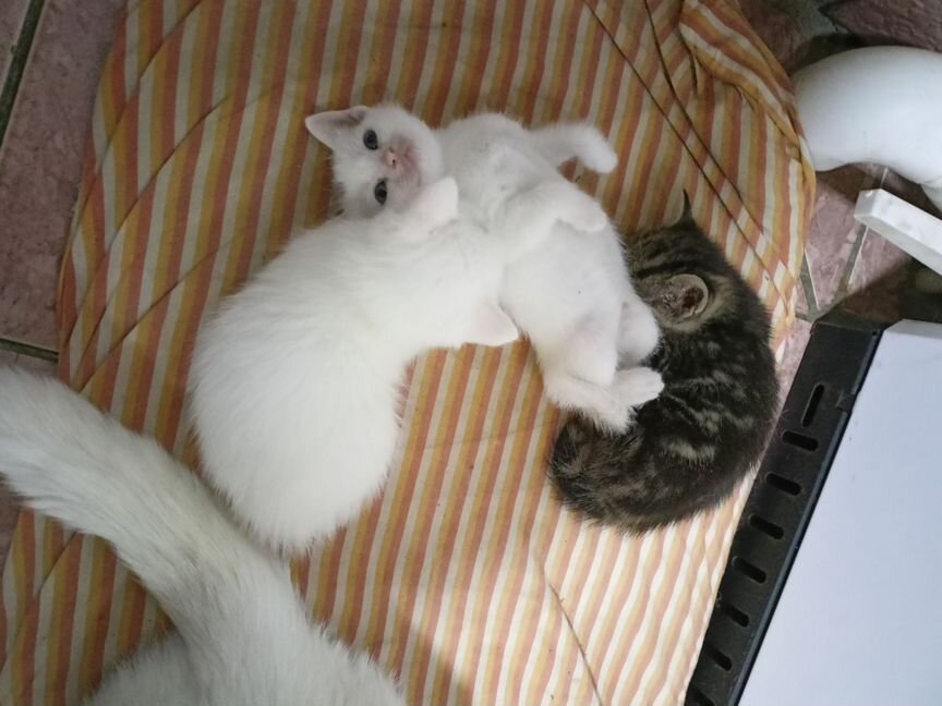 Котята от турецкой ангоры