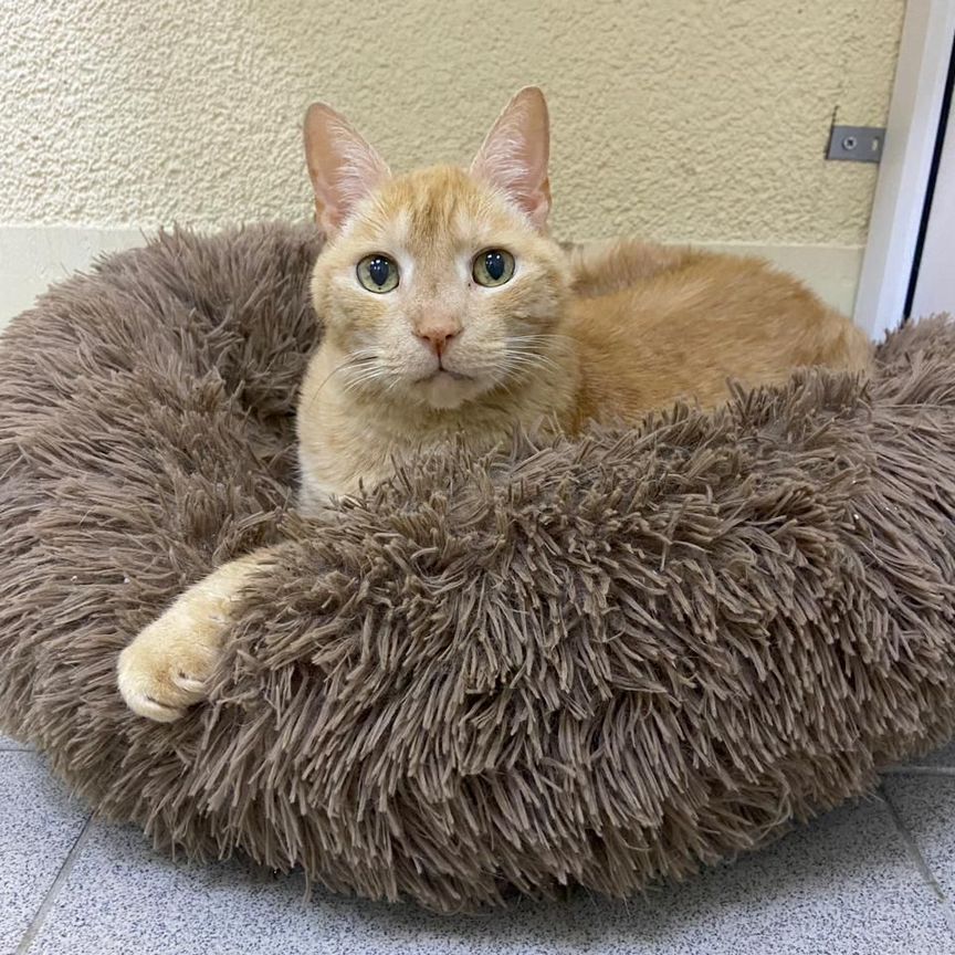 Котище ищет дом
